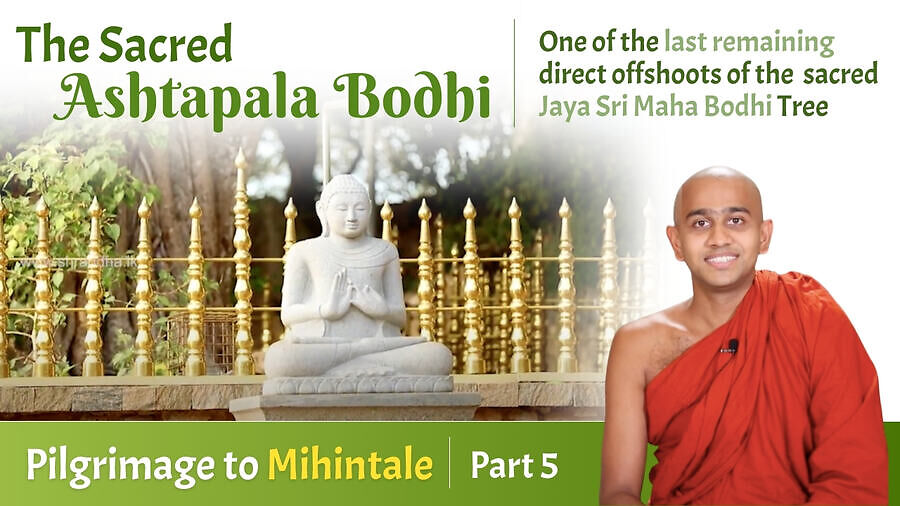 The Sacred Ashtapala Bodhi Tree | Mihintale Pilgrimage | Pt 5 – Colombo ...